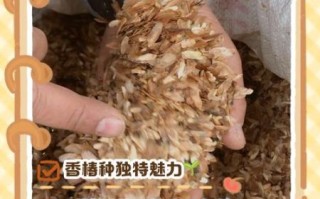 香椿芽种子多少钱一斤_哪里能买到正宗香椿种子