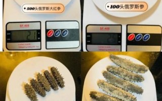 怎样发海参_海参泡发视频教程