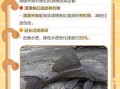 清道夫吃什么_清道夫鱼食物清单