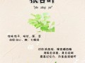 银杏叶片副作用有哪些_银杏叶片禁忌人群