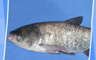 为什么都不吃白鲢鱼_白鲢鱼腥味重怎么办