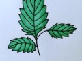 薄荷叶简笔画怎么画_薄荷叶图片简笔画教程