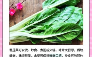 莙达菜怎么种_莙达菜营养价值