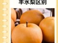 秋月梨和丰水梨的区别_哪个更好吃