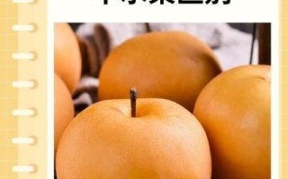 秋月梨和丰水梨的区别_哪个更好吃
