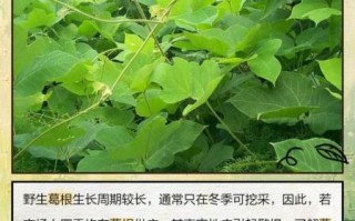 葛藤和葛根的区别_葛藤与葛根哪个好