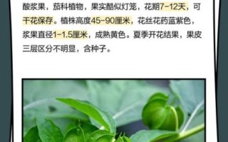 酸浆果的功效与作用_酸浆果怎么吃