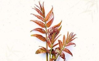 香椿菜的功效与作用及禁忌_什么人不能吃