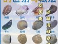贝壳类海鲜名称对照表_常见贝类怎么区分