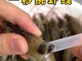 虾怎么处理干净_虾线怎么挑最省事
