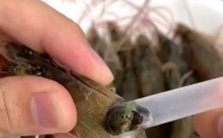 虾怎么处理干净_虾线怎么挑最省事