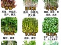 山野菜图片大全_如何辨别可食用品种