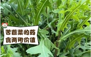 苦菊菜的功效与作用_苦菊菜图片长什么样