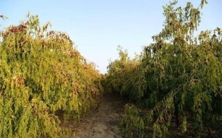 枣子什么时候成熟_几月份采摘最好