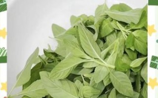 薄荷叶怎么吃好吃_薄荷叶怎么吃最健康