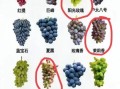 葡萄图片大全大图真实_葡萄品种高清图鉴