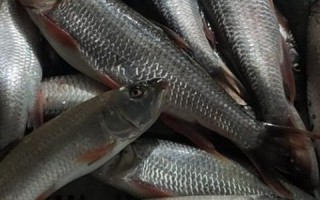 马口鱼多少钱一斤_马口鱼价格行情