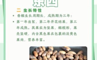 香榧为什么难吃还贵_香榧价格高的原因