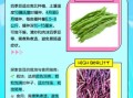 芸豆和四季豆的区别_哪个更适合减肥