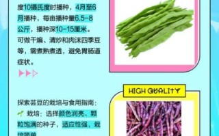 芸豆和四季豆的区别_哪个更适合减肥