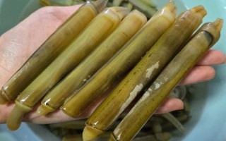 蛏子怎么读拼音_蛏子读音是什么