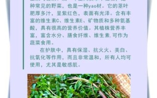 马齿苋治疗皮肤病的方法_马齿苋能治哪些皮肤病