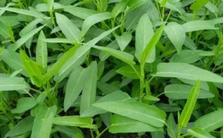 空心菜什么时候种_空心菜种植方法视频