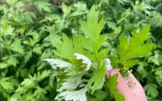 艾草图片大全大图_艾蒿长什么样