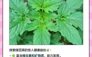 绿苋菜哪些人不适合吃_绿苋菜禁忌人群