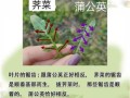 荠菜与假荠菜的区别_如何一眼分辨真假荠菜