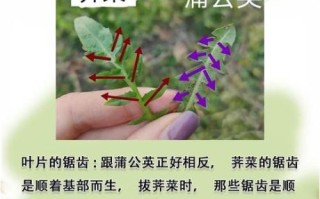 荠菜与假荠菜的区别_如何一眼分辨真假荠菜