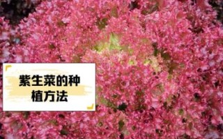 紫菜是怎么长出来的_紫菜生长过程图解