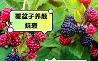 覆盆子的根有什么功效_覆盆子根泡水喝的禁忌