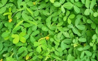 苜蓿草有几种图片_苜蓿草品种图片大全