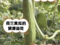 荷兰瓜是黄瓜吗_荷兰瓜怎么吃最好