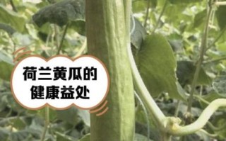 荷兰瓜是黄瓜吗_荷兰瓜怎么吃最好