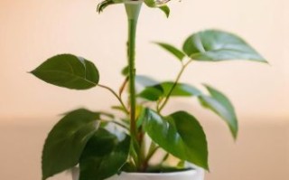 好看的玫瑰花图片大全_如何挑选高清壁纸