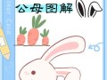兔子怎么分公母_幼兔公母辨别方法