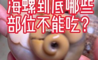 海螺哪些部位不能吃_海螺内脏怎么分辨
