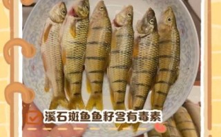 溪流石斑鱼怎么养_溪流石斑鱼吃什么