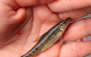 油鱼是什么梗_油鱼吃了会拉肚子吗