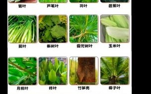 粽叶有几种_粽叶品种大全