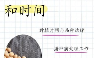 豆子怎么种_豆子多久发芽