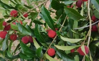 杨梅什么时候成熟_杨梅几月份采摘最好