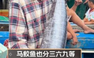 新鲜马鲛鱼多少钱一斤_马鲛鱼价格行情