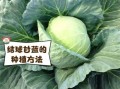 球甘蓝的功效与作用_球甘蓝怎么吃最营养