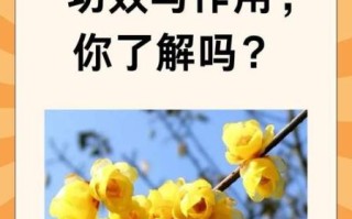 腊梅花茶的功效与作用_腊梅花茶怎么喝效果最好