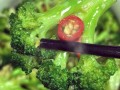 西兰花怎么炒好吃_西兰花炒几分钟才脆