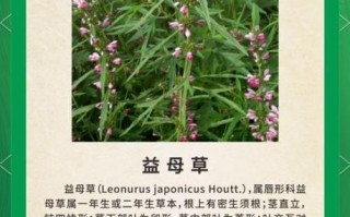 益母草长什么样_如何辨别益母草与艾草