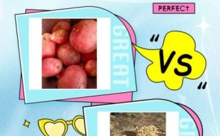 红土豆和普通土豆有什么区别_哪个更好吃